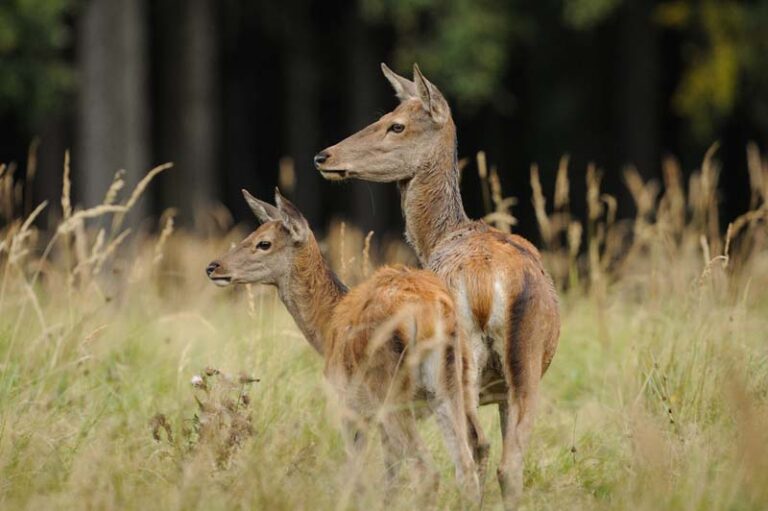 Rotwild - Steirische Landesjägerschaft